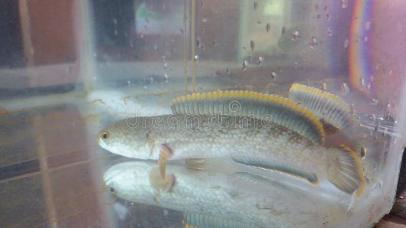 Full snakehead fish stock image. Image of cool, snakehead - 288286529