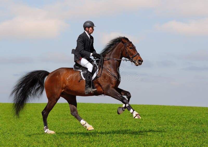 Full speed gallop stock image. Image of horseman, animal - 7407951