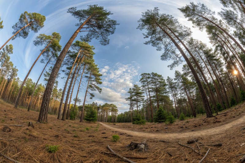 Full Spherical HDRI Panorama 360 Degrees View in Pine Forest Stock ...