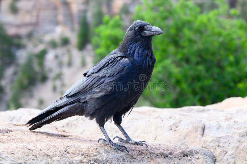 Full Standing View of Common Raven in Close Up on Cliff Edge Stock ...