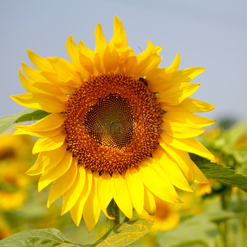 Full Sunflower portrait stock photo. Image of floral - 267057038