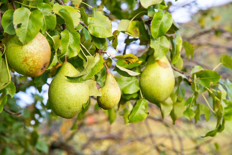 Full tree with pears stock image. Image of crop, juicy - 45236635