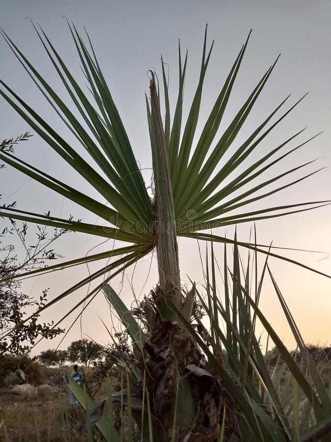 Full-tree harvesting stock image. Image of disaster, zola - 8710301