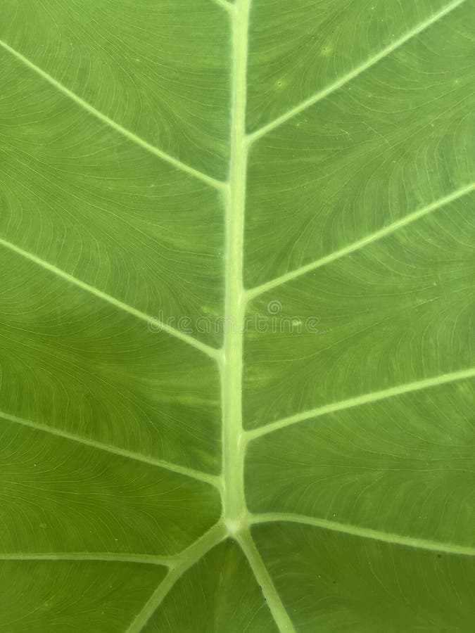 Full of Tropical Leaves with Clear Leaf Pattern Green Background Stock ...