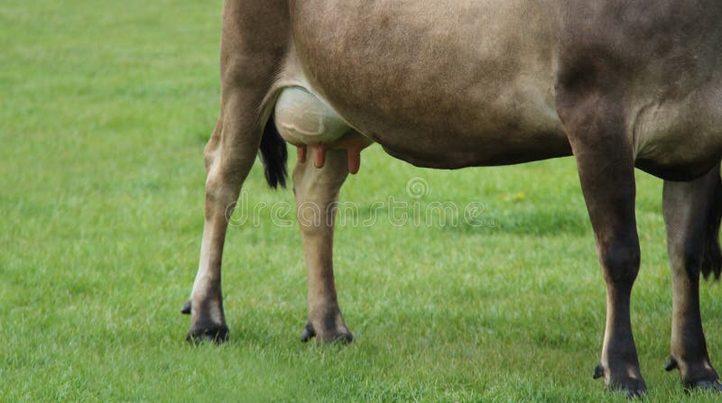 Full Udder. stock photo. Image of creature, meat, animal - 152243626