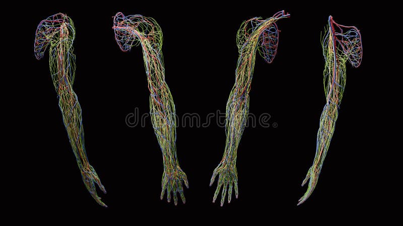 Full Upper Extremity Anatomy of Vascular, Neurolgic, and Lymphatic ...