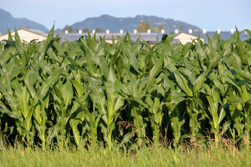 128 Profile Corn Crop Stock Photos - Free & Royalty-Free Stock Photos ...