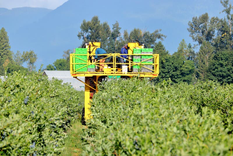 Blueberry Picking Machine Stock Photos - Free & Royalty-Free Stock ...