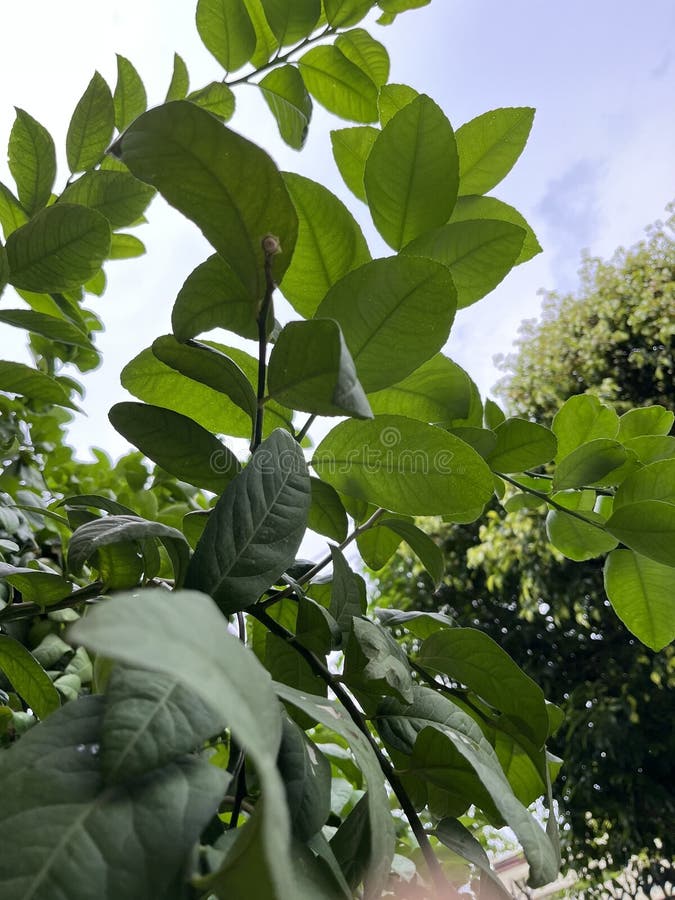 The Full View of Greenery through the Leaves Stock Image - Image of ...