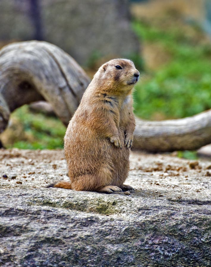 Full View of Prairie Dog Standing Stock Photo - Image of genus, caution ...
