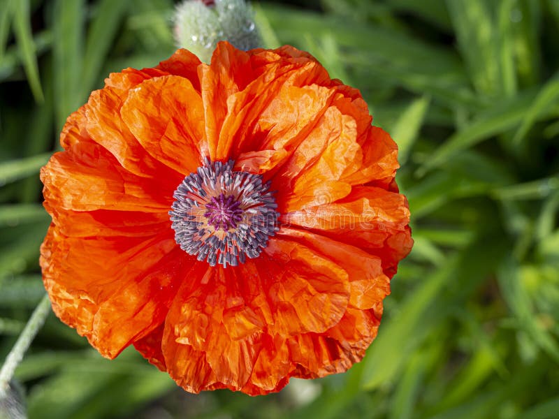 Full View of the Red Poppy Flower when Shining Sunny Spring Day Stock ...