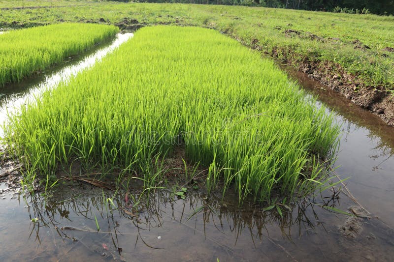 Full View of Young, Green Rice Tree Seedlings Ready To Be Planted ...