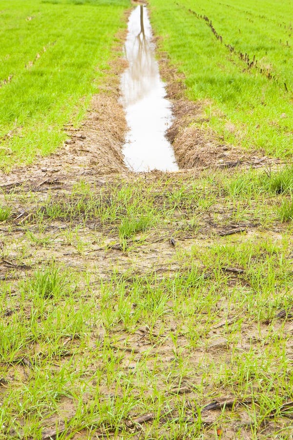 Full Water Ditch in a Field after Torrential Rain Stock Photo - Image ...