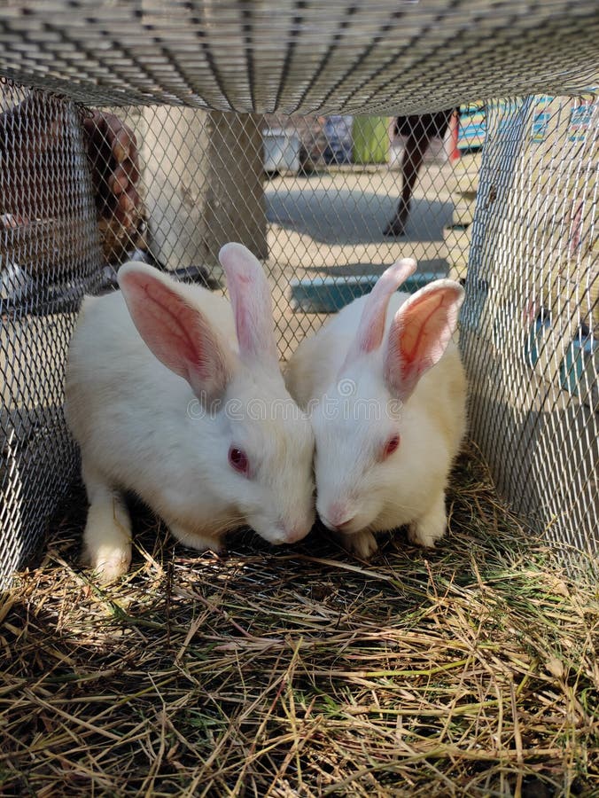Full White Cute Rabbits stock image. Image of mammal - 238018575