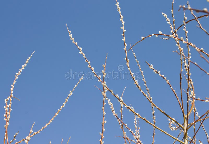 Full Willow in Spring Month March Stock Photo - Image of blue, nature ...