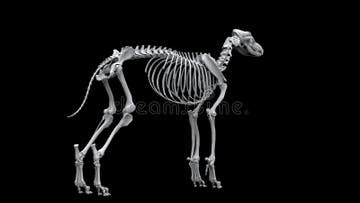 Wolf Anatomy Stock Illustrations – 65 Wolf Anatomy Stock Illustrations ...