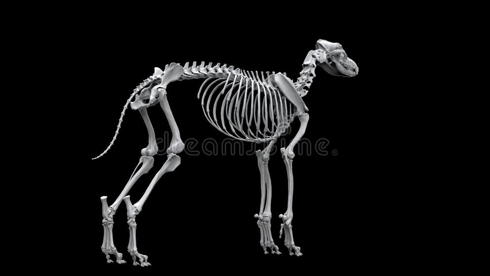 Full Wolf Skeleton in Standing Pose - Back View Stock Illustration ...