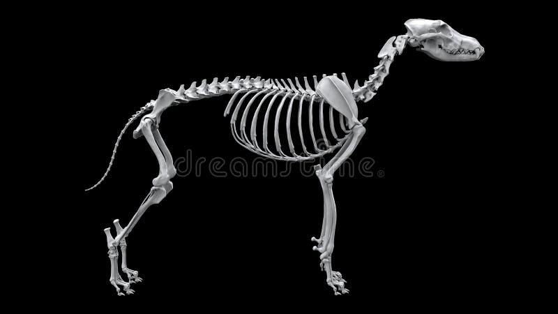 Full Wolf Skeleton in Standing Pose - Side View Stock Illustration ...