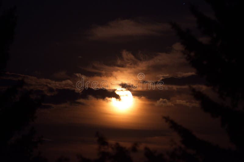 Full Yellow Moon in the Night Sky with Branches of Forest Trees and ...