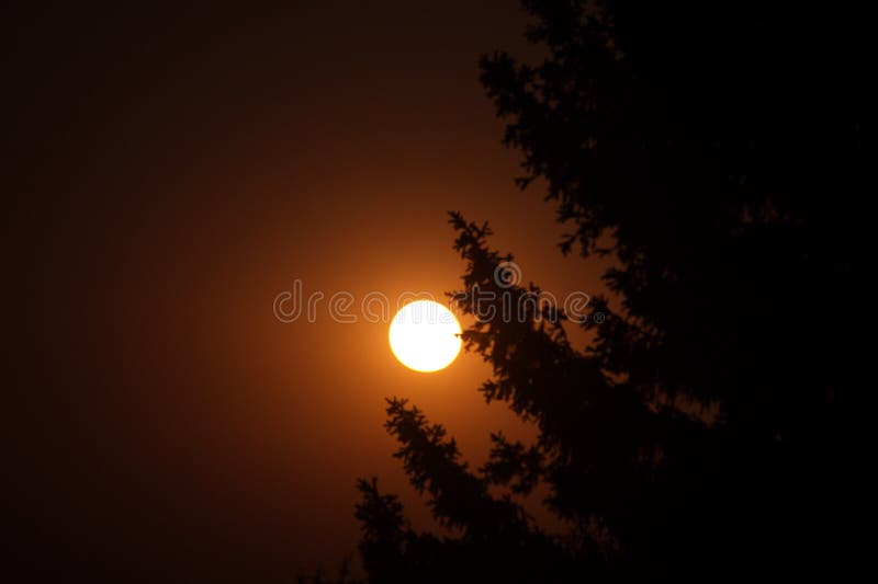 Full Yellow Moon in the Night Sky with Branches of Forest Trees Stock ...