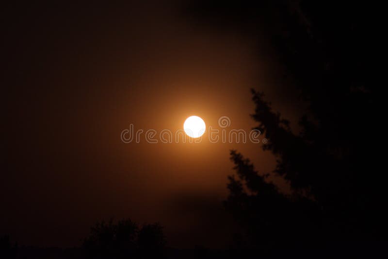 Full Yellow Moon in the Night Sky with Branches of Forest Trees Stock ...