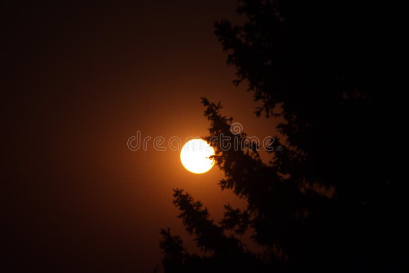 Full Yellow Moon in the Night Sky with Branches of Forest Trees Stock ...