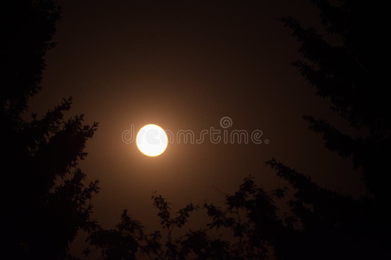 Full Yellow Moon in the Night Sky with Branches of Forest Trees Stock ...