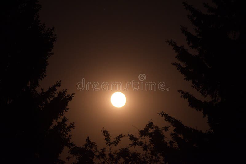 Full Yellow Moon in the Night Sky with Branches of Forest Trees Stock ...