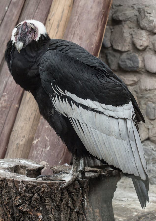 162 Condor Colors Stock Photos - Free & Royalty-Free Stock Photos from ...