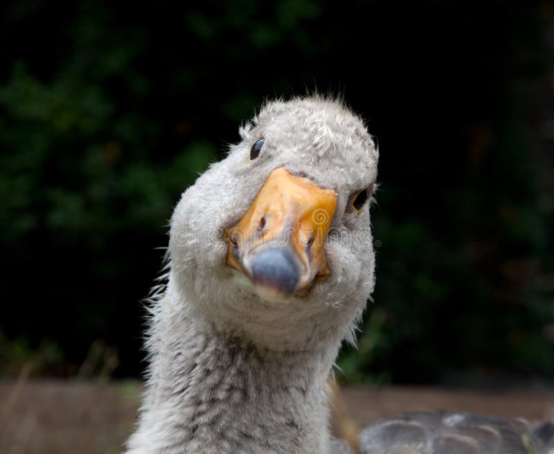 Fullface Portrait of Curiously Looking Goose Stock Image - Image of ...