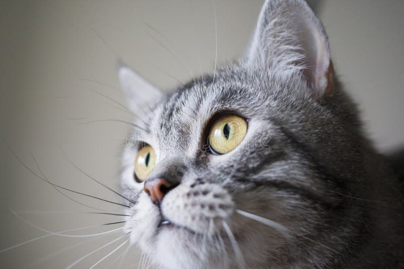 Fullfaced Cat Stock Photos - Free & Royalty-Free Stock Photos from ...