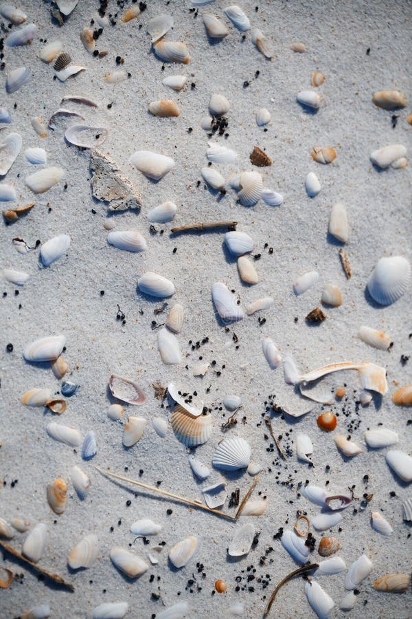 Fullframe Photo of the Seashells on the Coast of Atlantic Ocean Stock ...