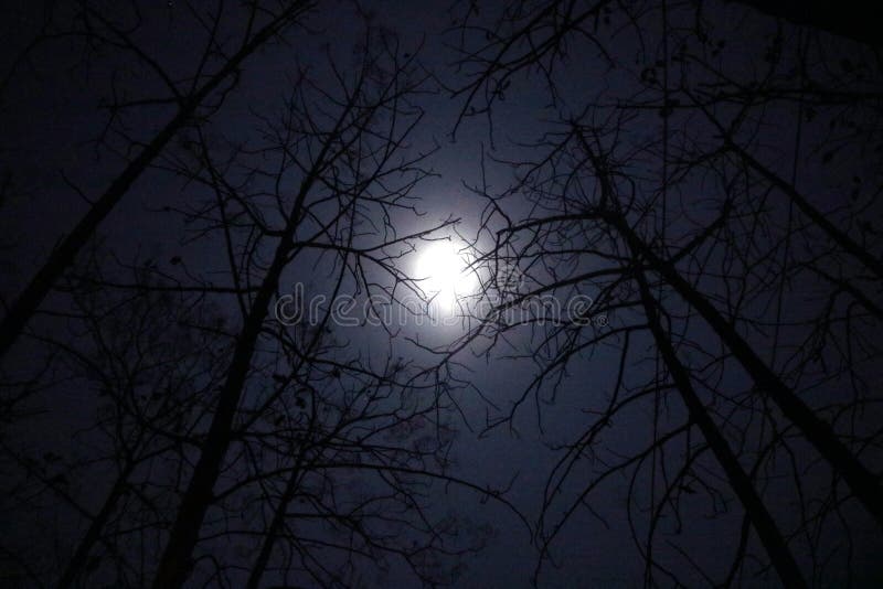 A fullmoon dusk in spring stock image. Image of dusk - 150611803