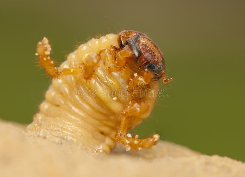 Fullo de Polyphylla foto de archivo. Imagen de cierre - 33317196