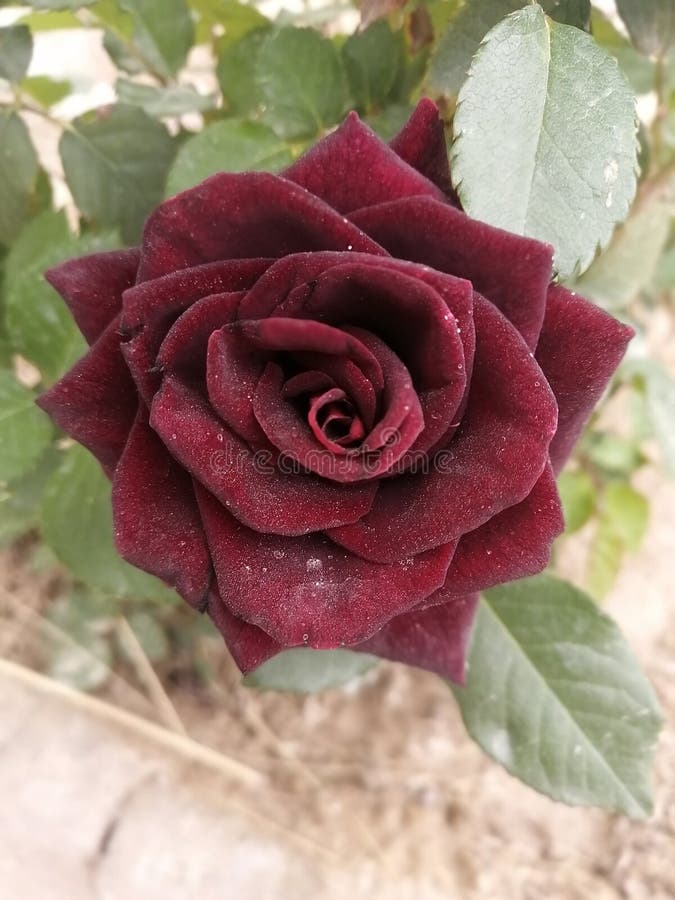 Fully Bloom Maroon Colour Rose Stock Image - Image of maroon, colour ...