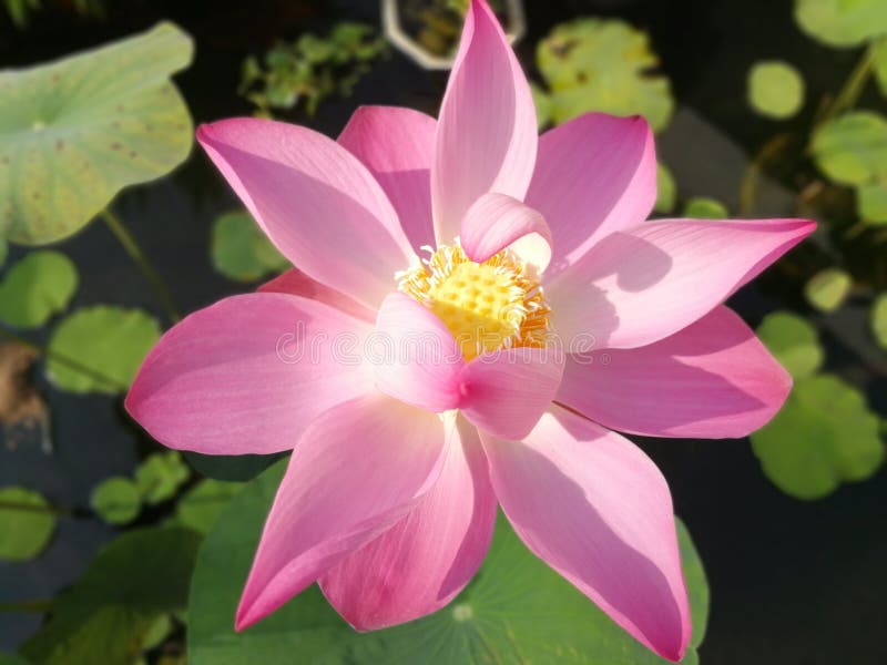 Fully bloom pink lotus stock photo. Image of fully, flower - 124994524
