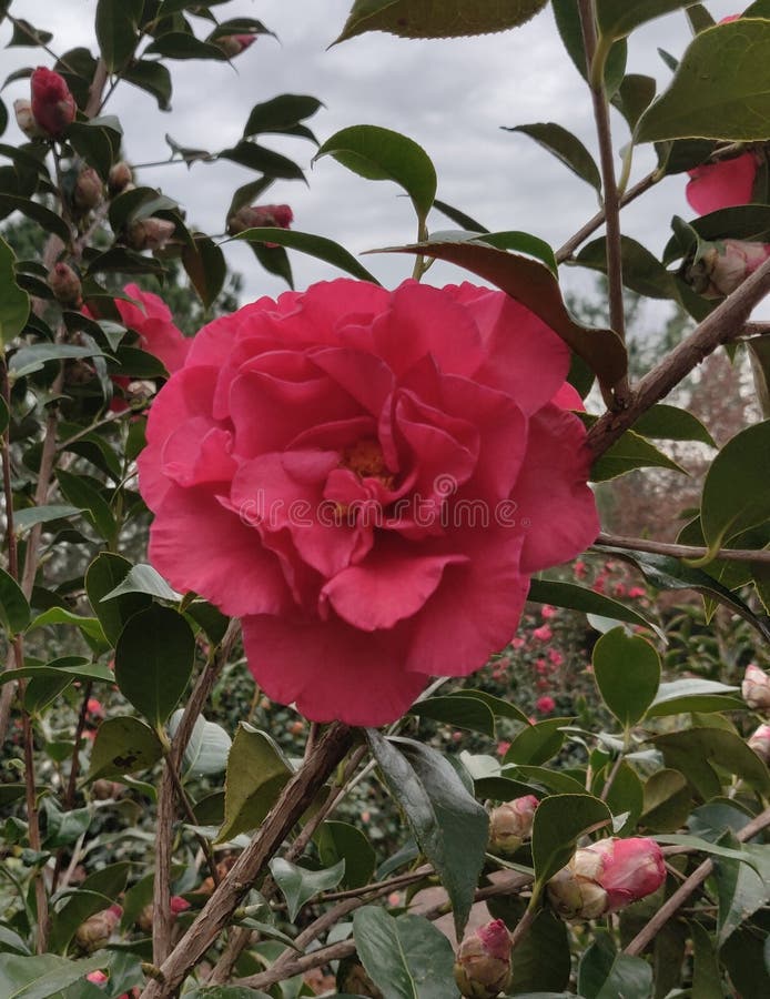 Pretty Red Flower stock photo. Image of fully, bloomed - 138993132