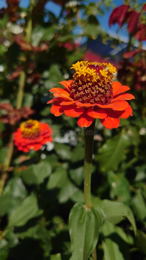 Fully bloomed daisy flower stock photo. Image of wildflower - 226728796