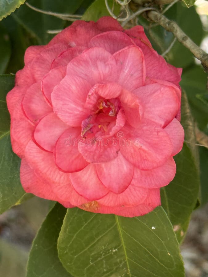 Fully Bloomed Flower in Full Display Stock Photo - Image of beautiful ...