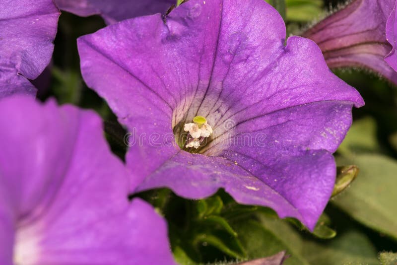 Fully Bloomed Flower stock photo. Image of nature, flower - 71431038