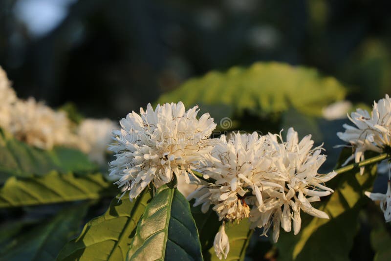 Fully Bloomed Flowers of Robusta Coffee Plant on Natural Day Light ...