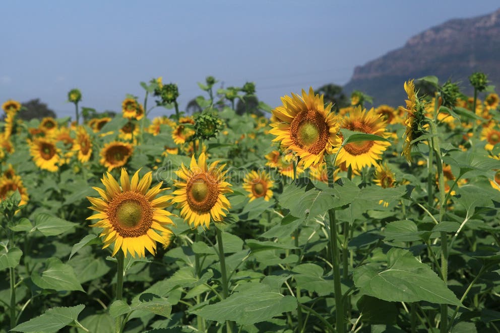 Fully Bloomed Multiple Sunflower Field Stock Photo - Image of india ...