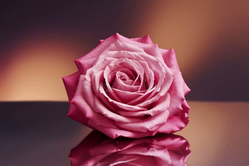 Fully Bloomed Pink Rose with Reflection on a Glossy Surface Stock ...