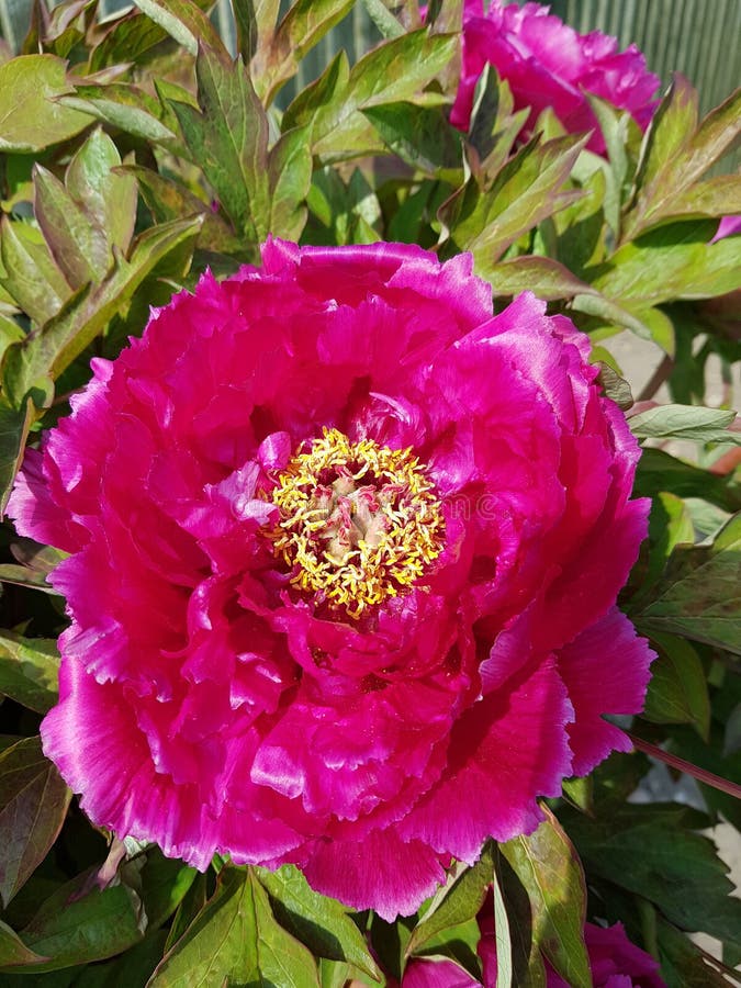 Fully Bloomed Purple Flower Stock Image - Image of purple, flower ...