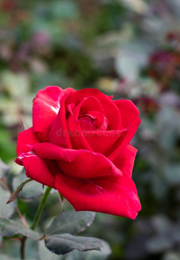 Fully Bloomed Red Rose Close Up on a Branch Inside of the Garden Stock ...