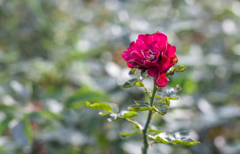 Fully Bloomed Red Rose with Fallen Petals in the Garden with Copy Space ...