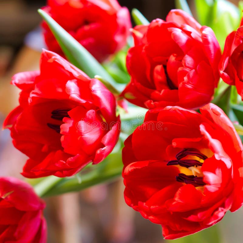 Bright Red Tulips Fully Open Stock Photo - Image of festival, america ...