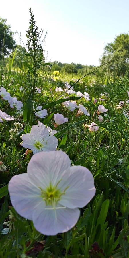 Fully Bloomed to You stock photo. Image of nature, meadow - 187909178