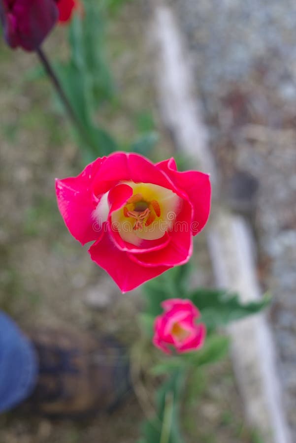 Fully bloomed tulip stock photo. Image of petal, lily - 209842540