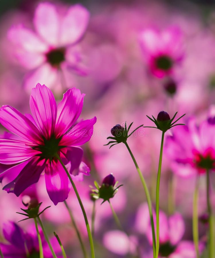 Fully Blooming Pink Cosmos Flowers are Shining in the Light Stock Photo ...